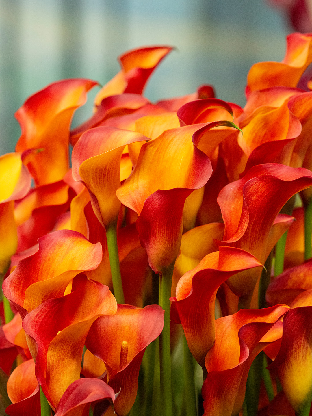Calla Captain Trinity® | 1 | 95090