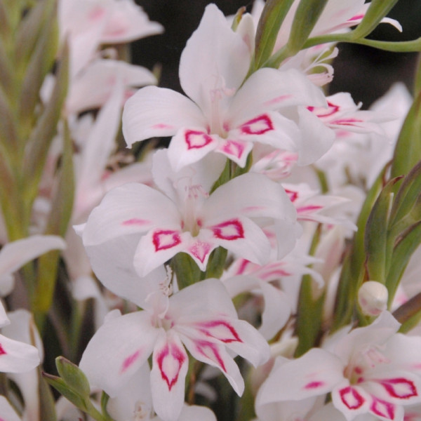 Gladiolus Nymph | 55050