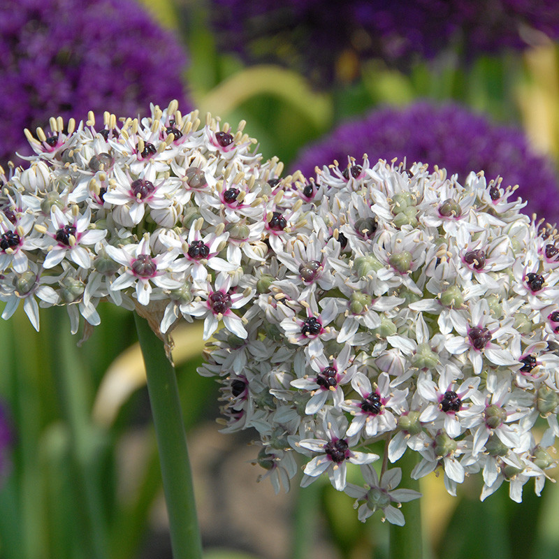 Allium Silver Spring | 5085