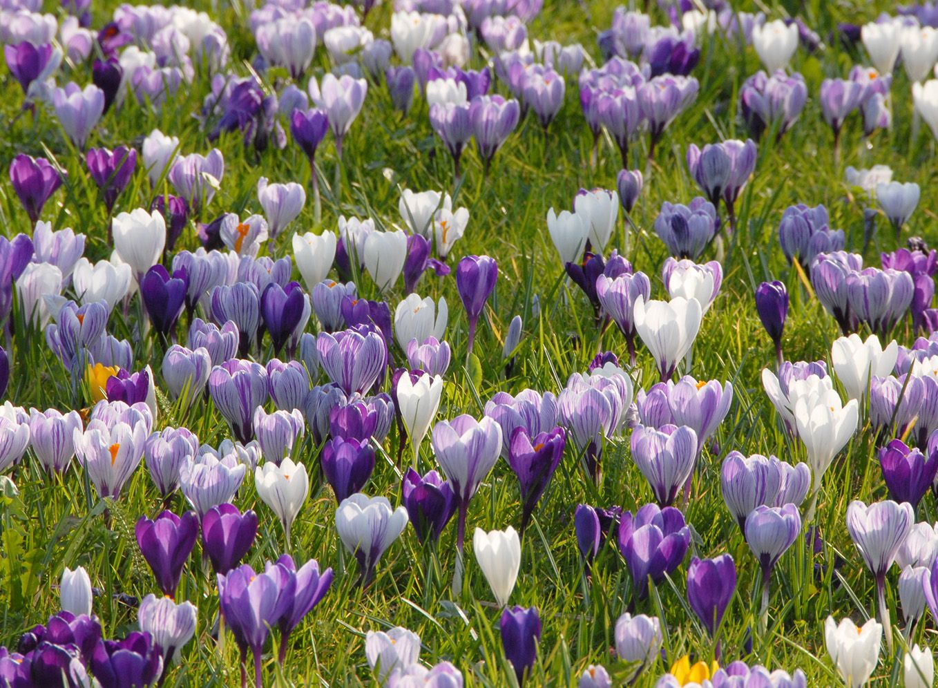 Krokusse richtig pflanzen