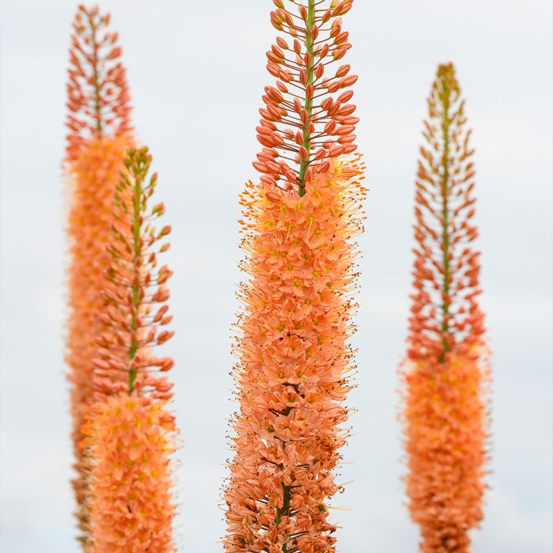 Eremurus Cleopatra | 5614