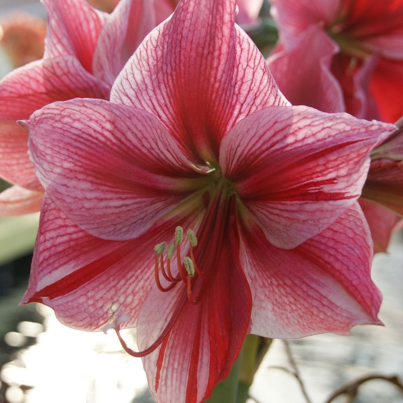 Amaryllis Gervase | 9496