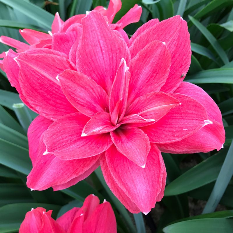 Amaryllis Candy Nymph | 9497